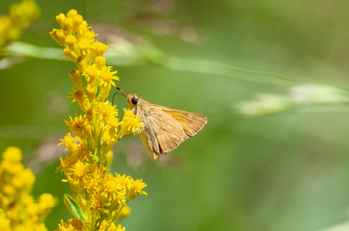 Long Dash Polites mystic – Lepidoptery