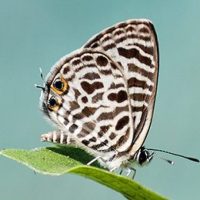 Butterflies of China Species Checklist – Lepidoptery